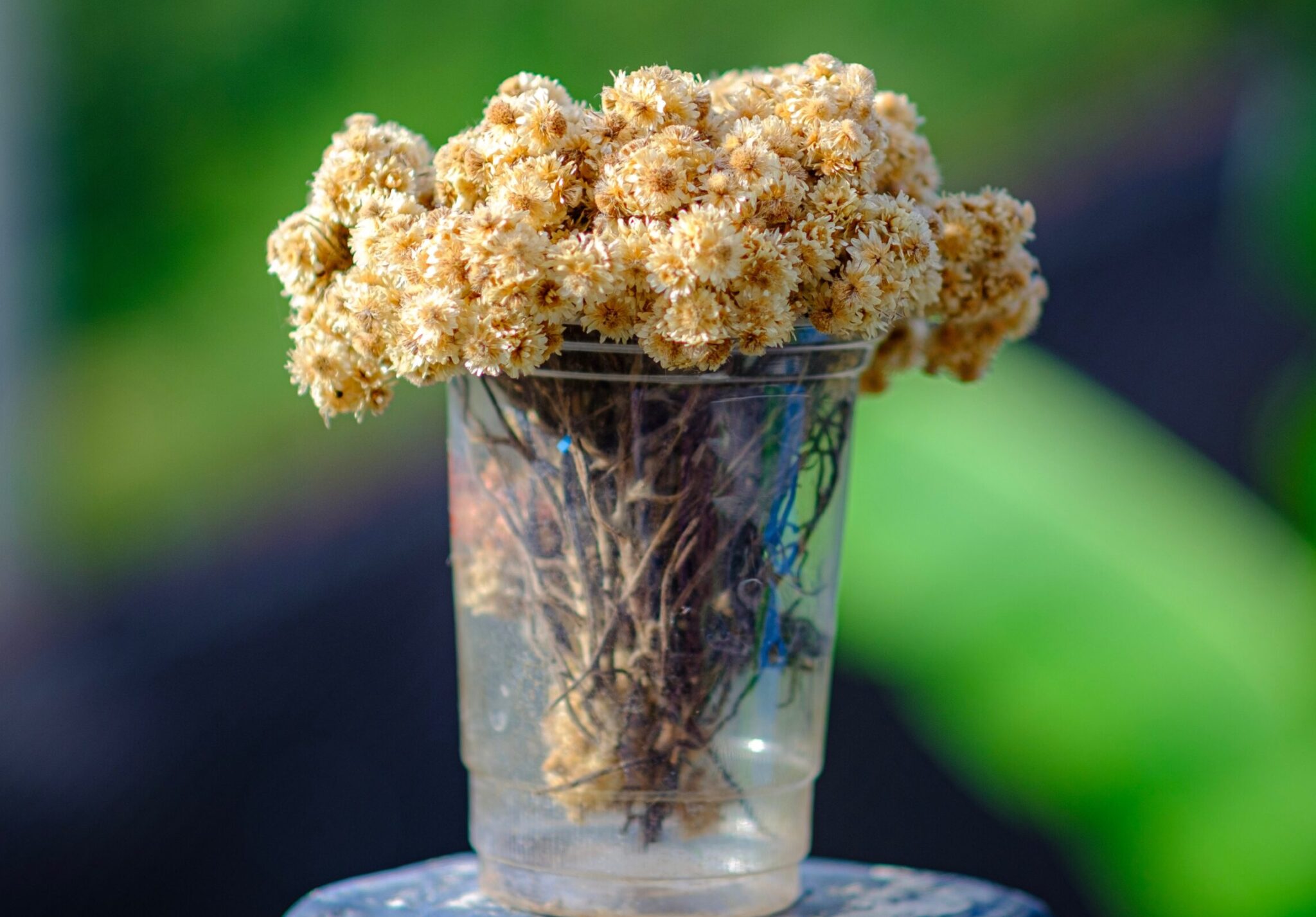 Bunga Edelweis: Keindahan yang Harus Dilestarikan – Jagoan Indonesia